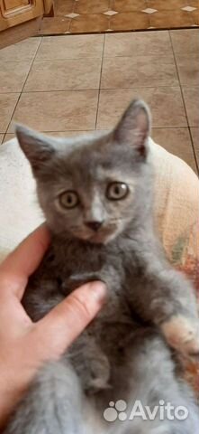 Шотланский котенок прямоухая кошечка 2 месяца