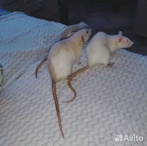 Крыса дамбо бесплатно