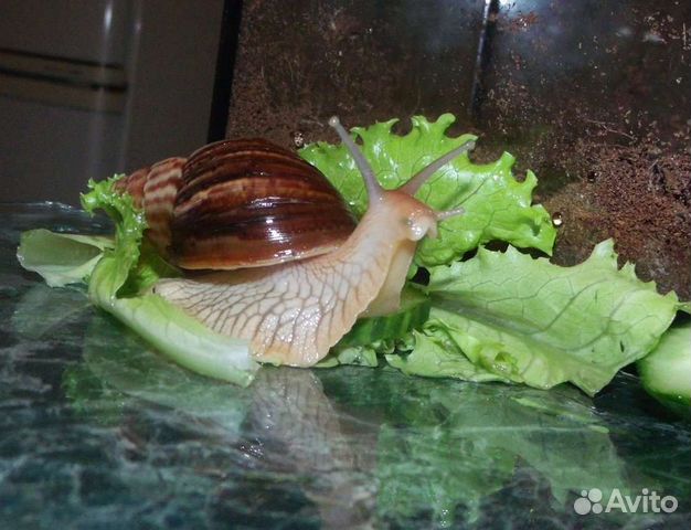 Улитки ахатина