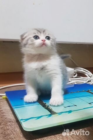 Шотландская