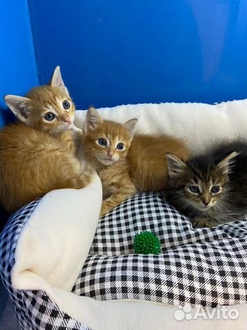 Красивые малышата в добрые руки