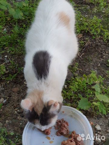 Красавица Бэлла