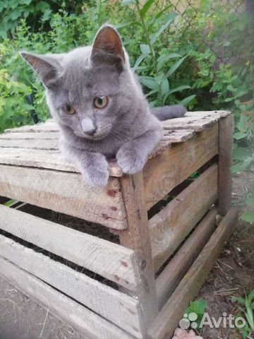 Котята бобтейла