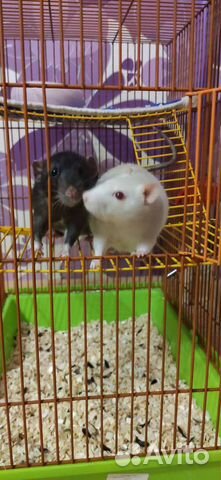 Крыски дамбо и альбиносик