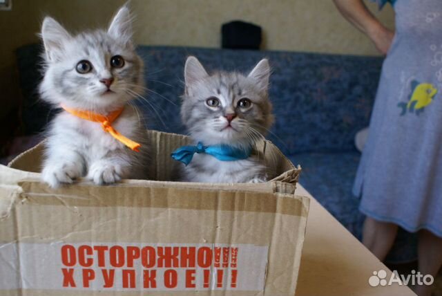 Котята с буквой М на лбу