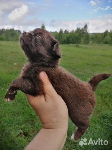 Щикарные детки