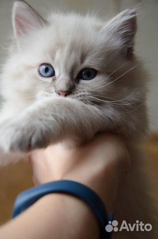 Невская маскарадная котята клубные