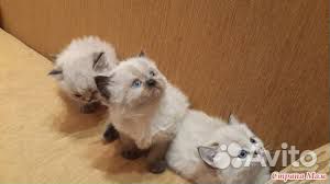 Котята Невской Маскарадной породы