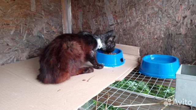 Котик Шрек Ищет Дом