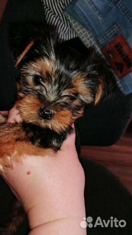 Йоркширский терьер щенки