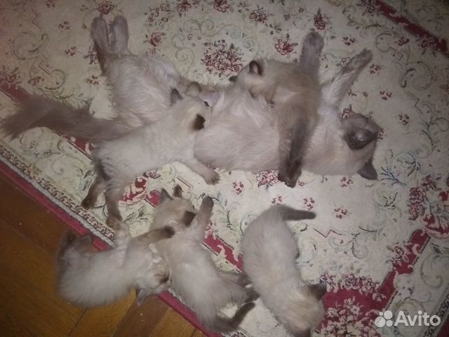 Котята Невские Маскарадные