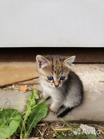 Котята отдам даром Джесси