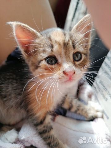 Агаша. Весёлый, активный которебёнок мечтает о дом