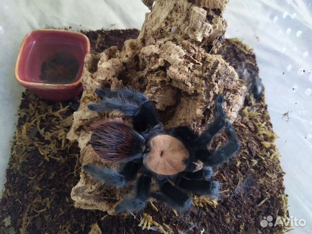 B. Albiceps, паук птицеед