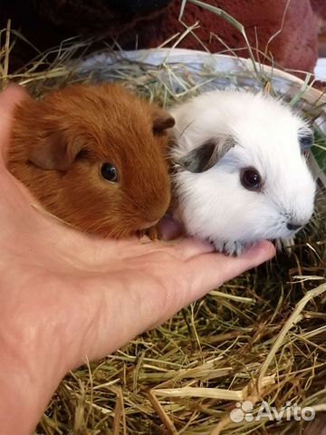 Морская свинка самцы