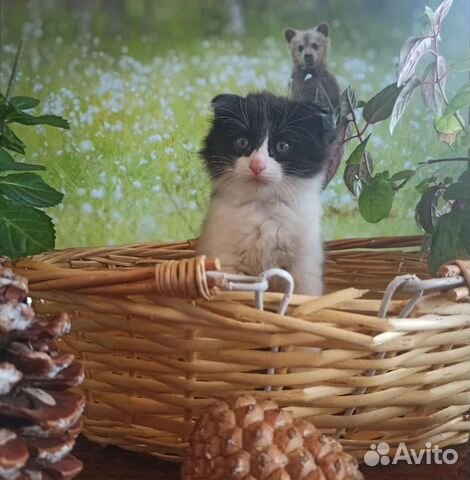 Особенный котёнок (мини-медвежонок) ищет дом