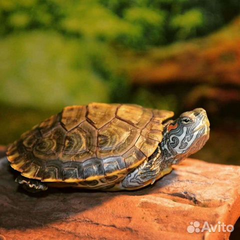 Красноухая черепаха с аквариумом
