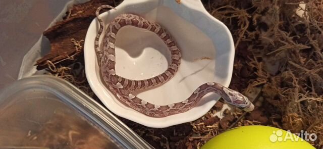 Маисовый полоз (Pantherophis guttatus) Bloodred