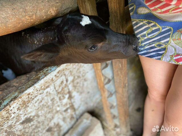 Телка телочка