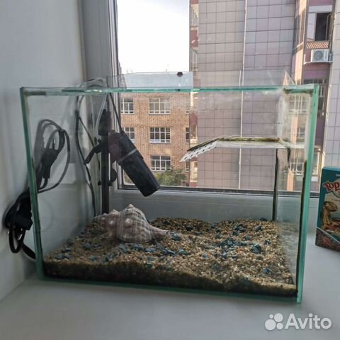 Красноухая черепаха с аквариумом