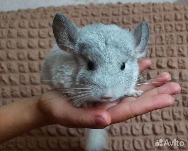 Мозайчатая шиншилла