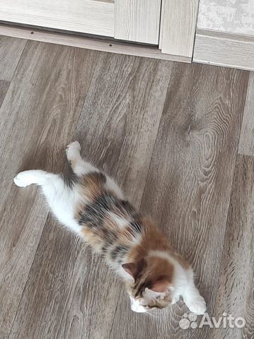 Котенок, курильский бобтейл, самка