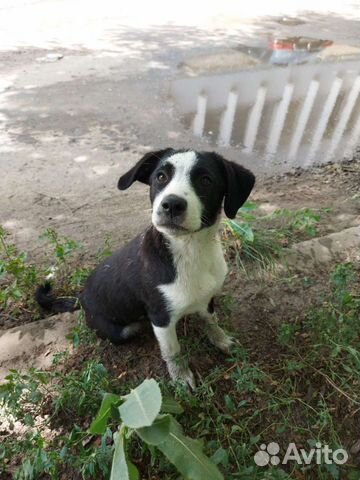 Собака в добрые руки щенок