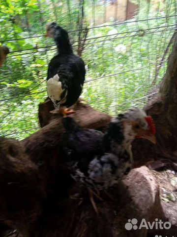 Петушары-подростки алтайской бентамки