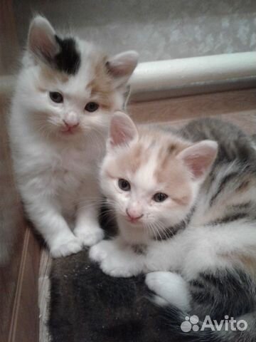 Котята Крысоловы от Меконгского Бобтейла