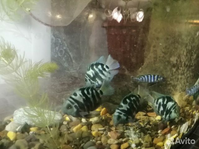 Аквариумные рыбы