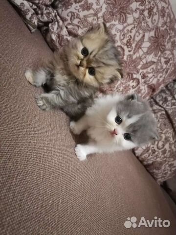 Персидские котята