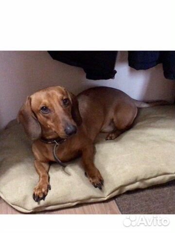 Потерялся кобель породы Такса