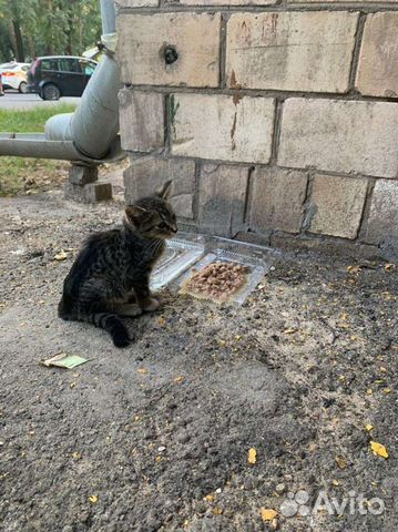 Отдам котенка в добрые руки потеряшка