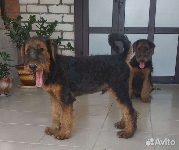 Мальчики подростки эрдельтерьеров