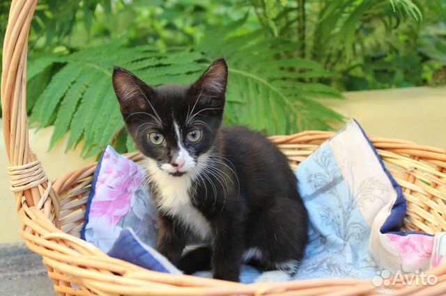 Мия ищет мамопап