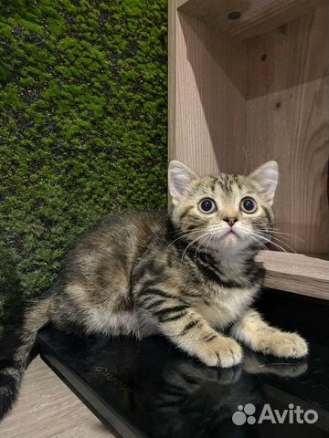 Шотландский котенок кошечка