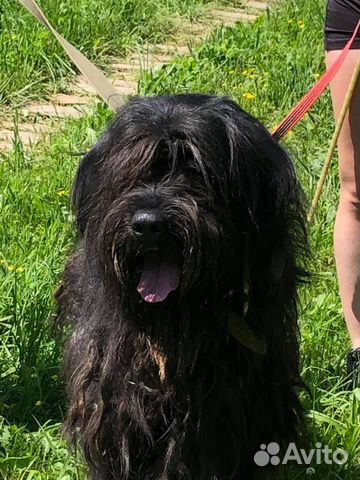 Метис Русского Черного терьера в дар