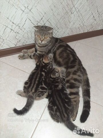 Шотландские мраморные котята