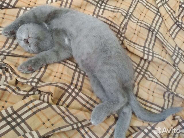 Котенок мальчик бесплатно помесь