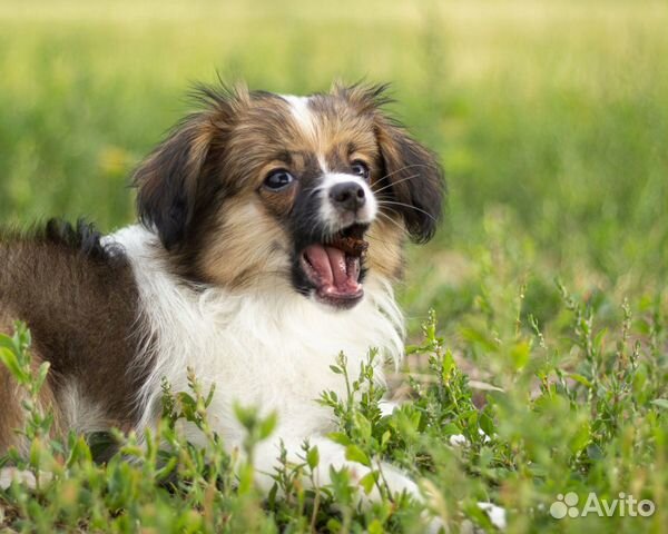 Щенок фалена