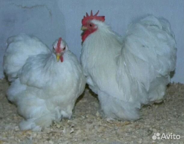 Курочки и петушки кохинхины