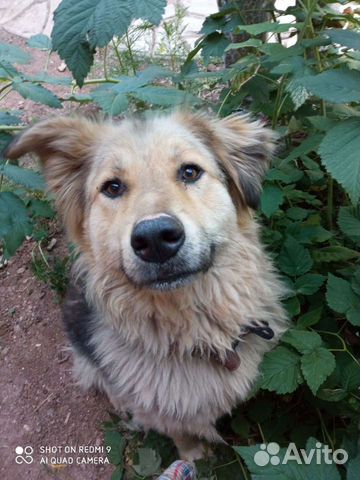 Собака стерилизованная, умная