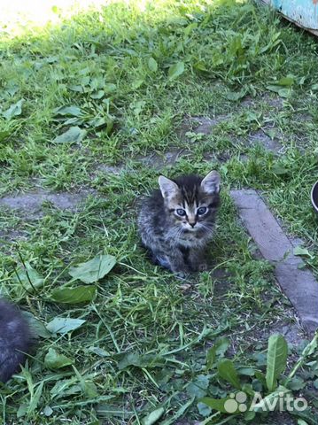 Кошка 1,5 месяца полосатая
