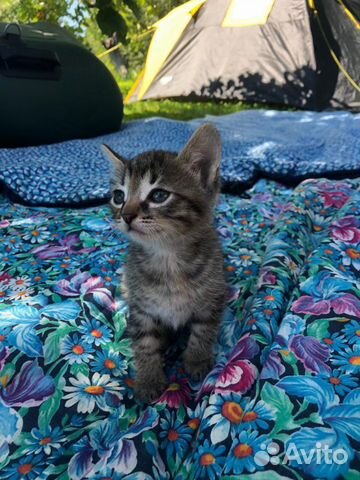 Котенок кошка в дар бесплатно доьрве руки