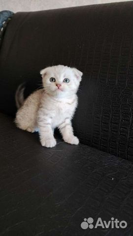 Шотландская