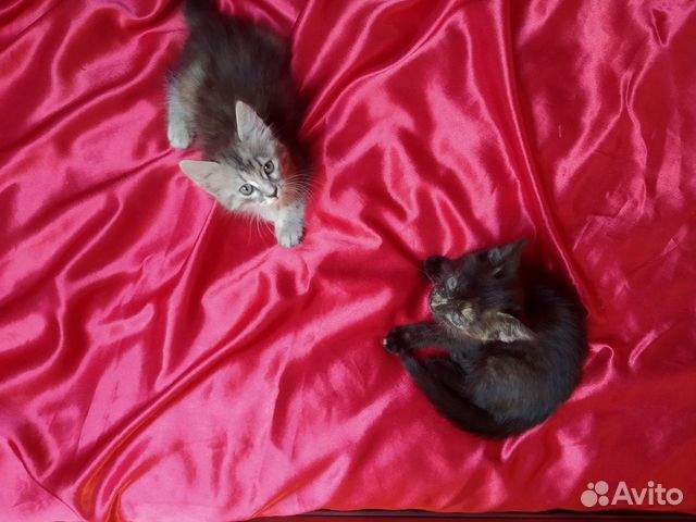 2 малышки киски