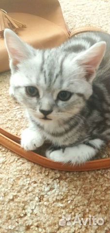 Мраморная крошка