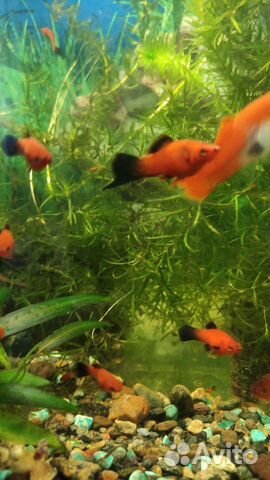 Рыбки меченосцы