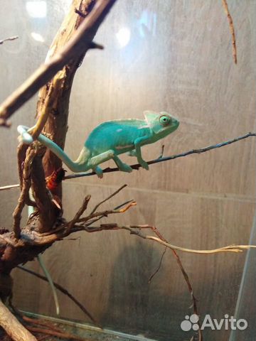 Йеменский хамелеон