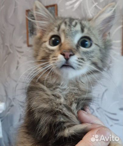 Котенок, заклеенный скотчем